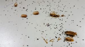 What Does Cockroach Poop Look Like? - All About Roaches