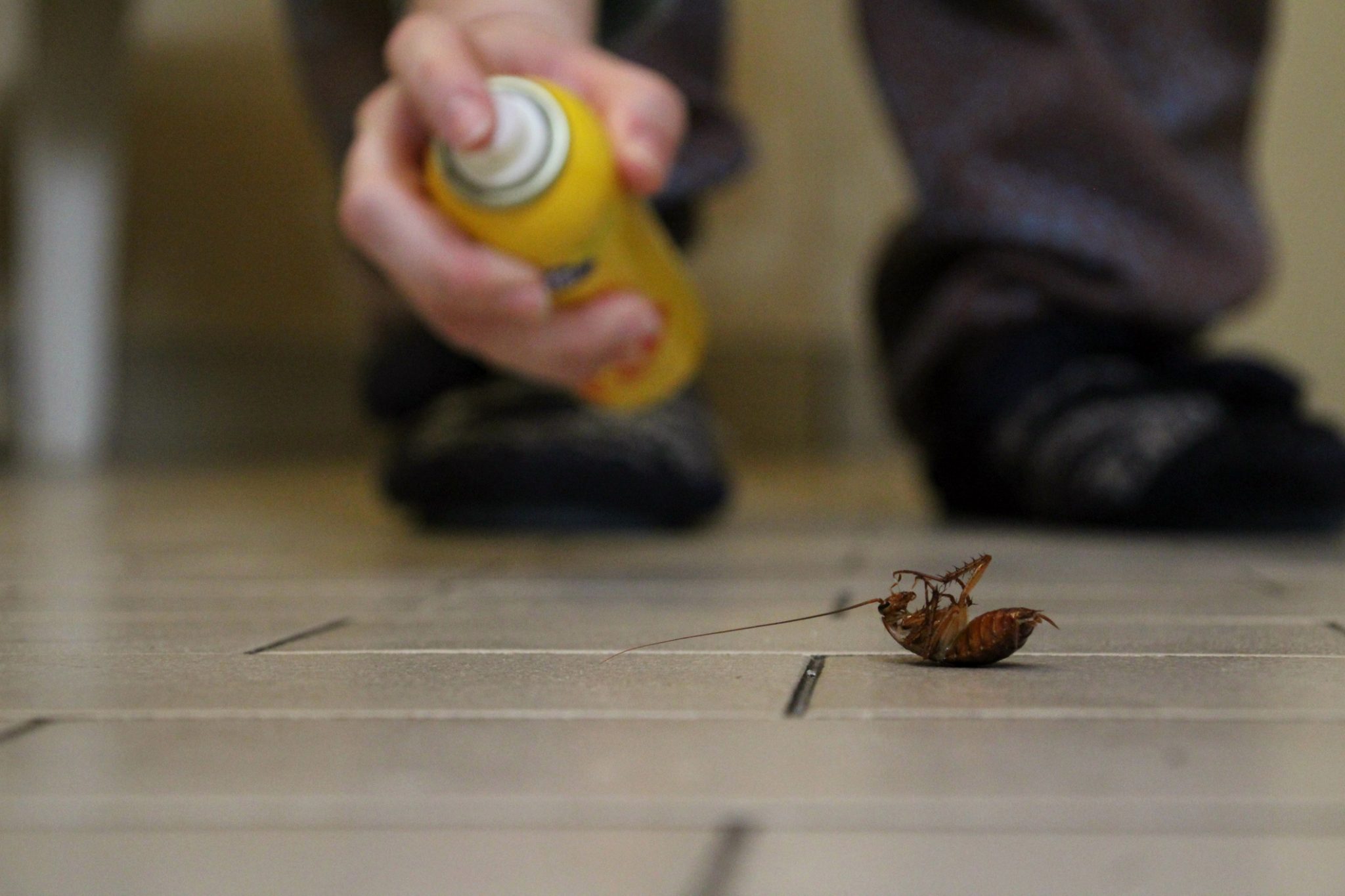 How To Get Roach Smell Out Of Electronics All About Roaches