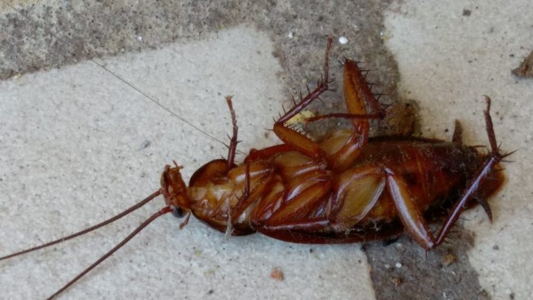 Will Cockroaches Live in An Empty House? - All About Roaches