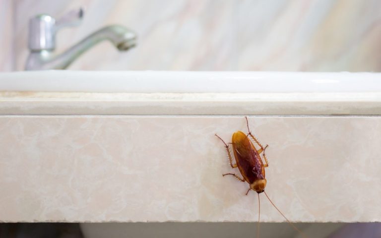 Where Do Roaches Hide? - All About Roaches