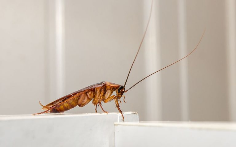 Do Cockroaches Sleep? - All About Roaches