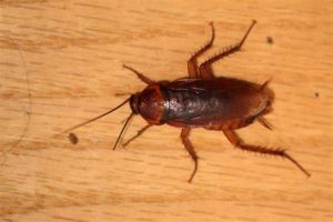 How to Get Rid of Tree Roaches Naturally - All About Roaches