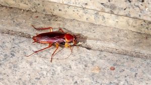 What Sound Does a Cockroach Make? - All About Roaches
