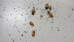 Do Cockroaches Poop? - All About Roaches