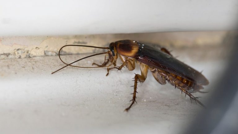 Do Roaches Hibernate In Winter? - All About Roaches