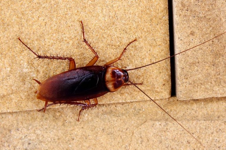 How to Get Rid Of Texas Cockroaches Naturally? - All About Roaches
