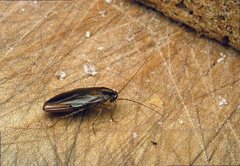 What To Do When You Find a Pregnant Roach? - All About Roaches