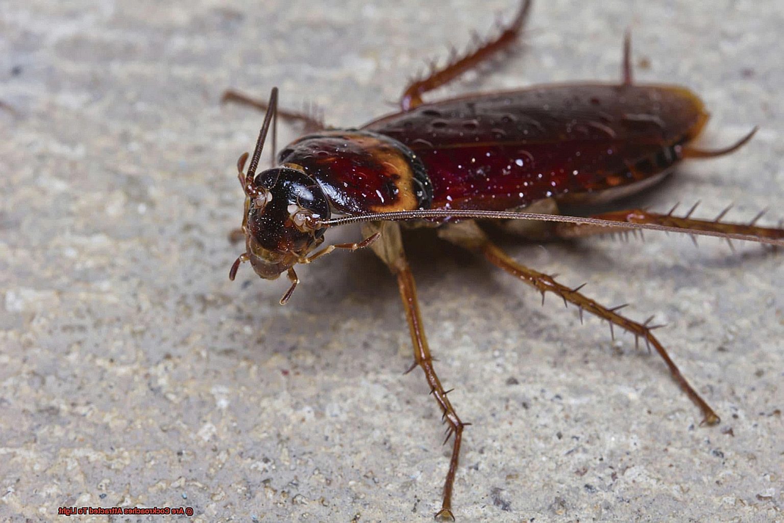 Are Cockroaches Attracted To Light? - All About Roaches