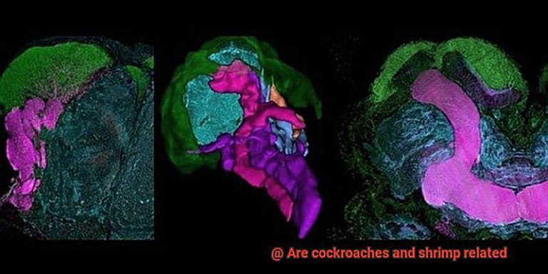 Are cockroaches and shrimp related? - All About Roaches