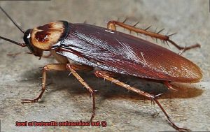 Are cockroaches attracted to heat? - All About Roaches