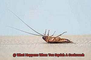What Happens When You Squish A Cockroach? - All About Roaches