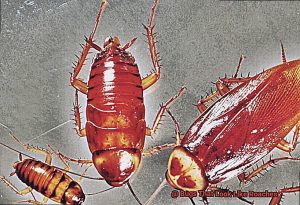 Bugs That Look Like Roaches? - All About Roaches