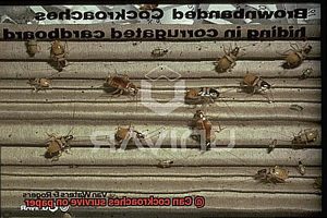 Can cockroaches survive on paper? - All About Roaches