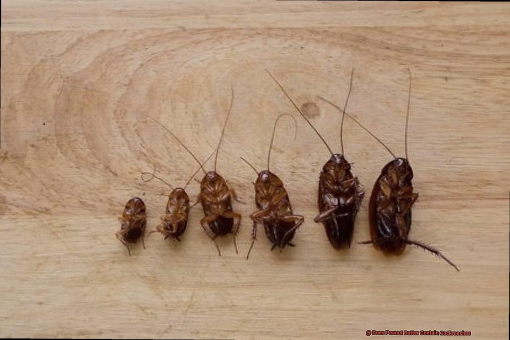 Does Peanut Butter Contain Cockroaches? - All About Roaches