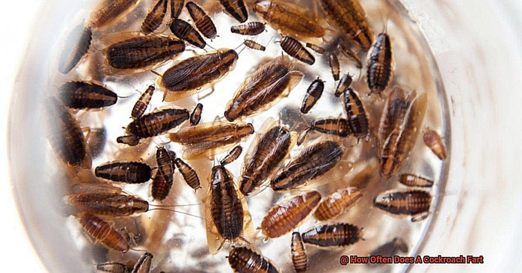 How Often Does A Cockroach Fart? - All About Roaches