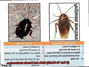 How To Identify Male And Female Cockroaches? - All About Roaches