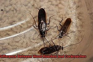 How To Tell The Difference Between Wood Roaches And Cockroaches? - All About Roaches