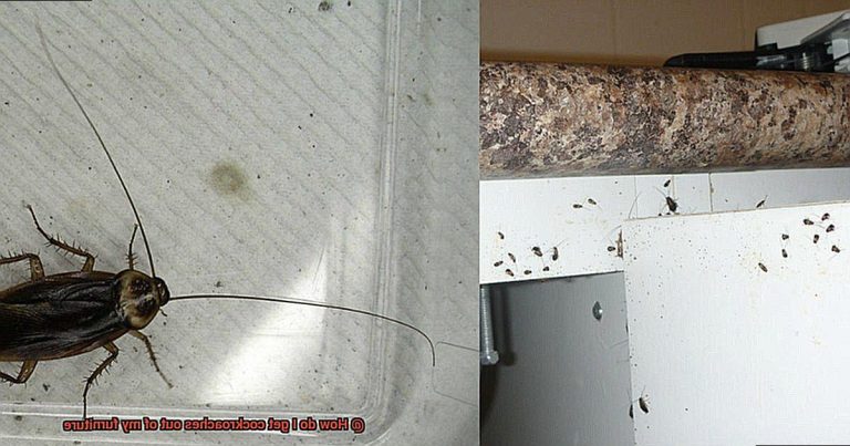 How do I get cockroaches out of my furniture? - All About Roaches
