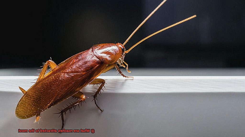 What are roaches attracted to the most? - All About Roaches